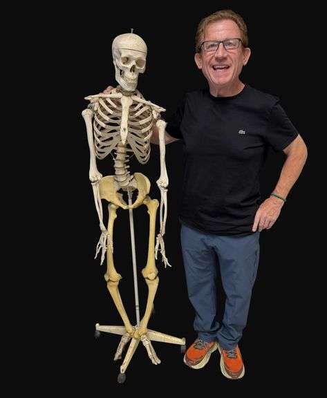 Vintage Life Size Medical Skeleton on Stand - Auctionology LLC