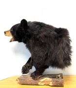Large Authentic Black Bear Half Body Mount - Taxidermy - Auctionology LLC