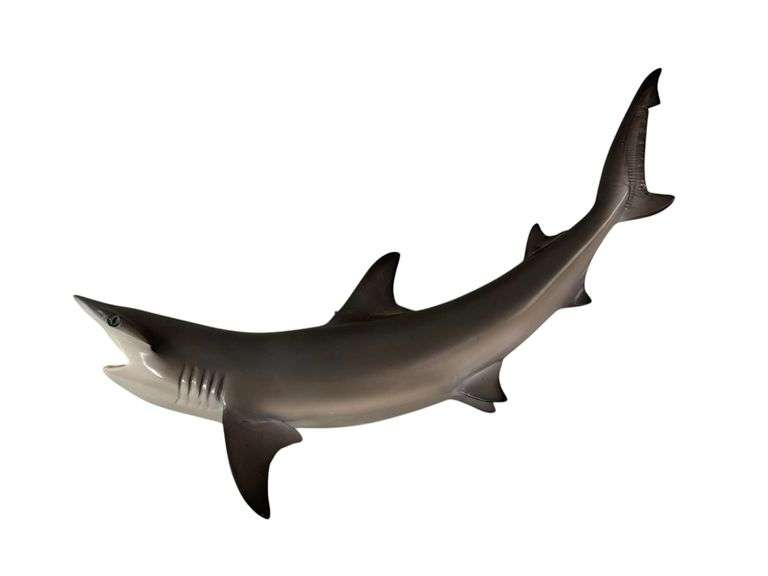 Fiberglass Taxidermy Bonnet Head Shark - Auctionology LLC